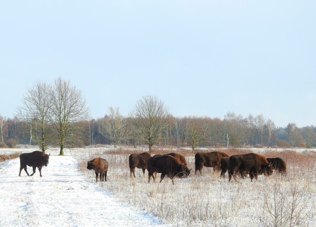 Home | Natuurgebied De Maashorst