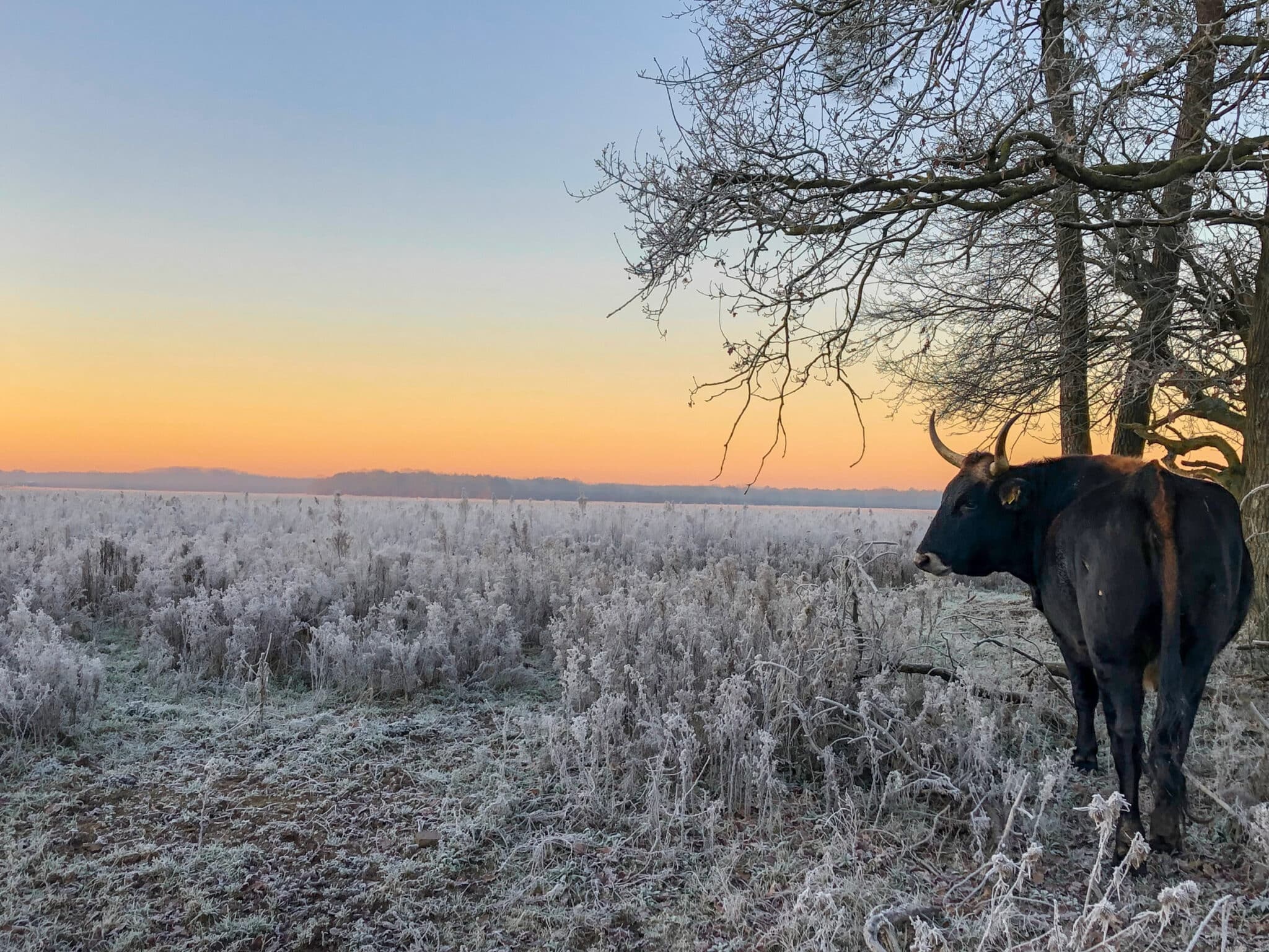 Home (NL) | Natuurgebied De Maashorst