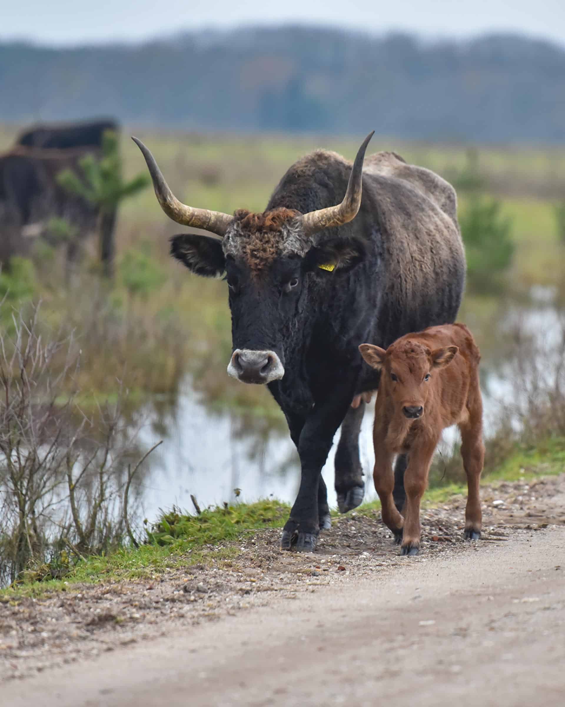 Home (NL) | Natuurgebied De Maashorst
