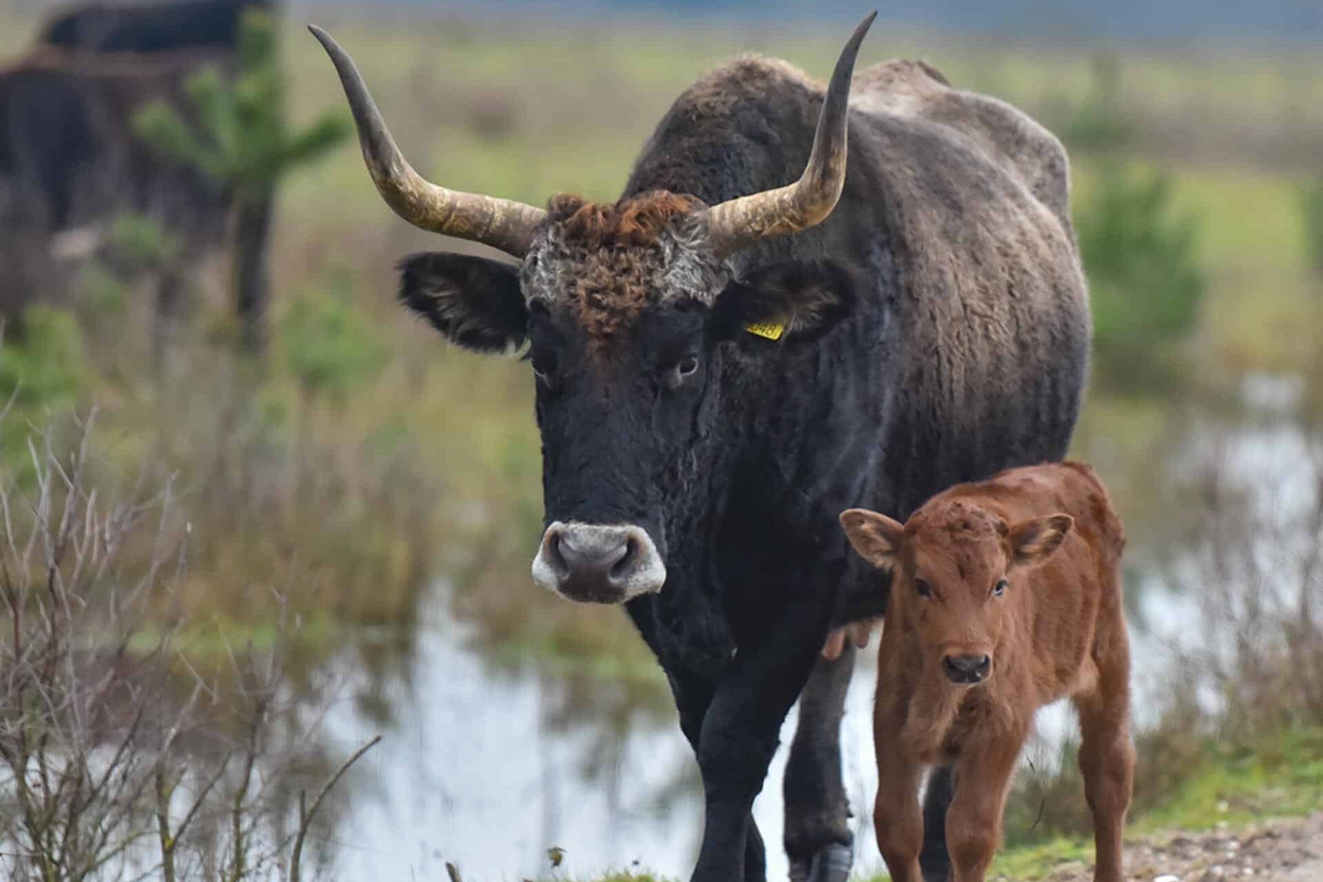 Broedseizoen: Bescherm de Jonkies | Natuurgebied De Maashorst