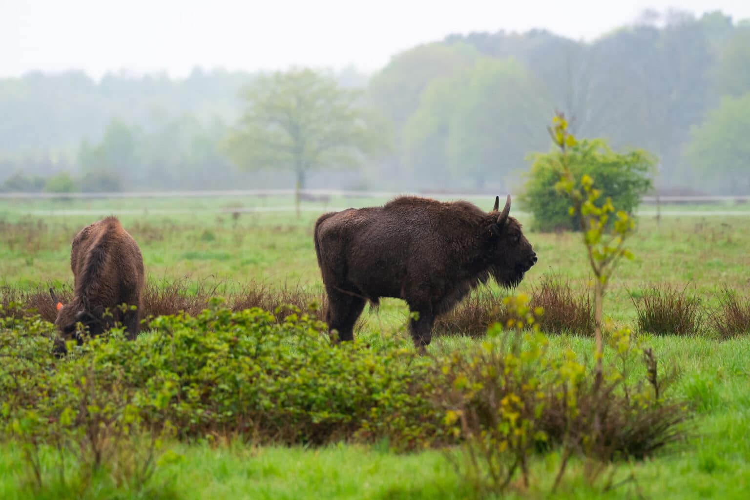 Home (NL) | Natuurgebied De Maashorst