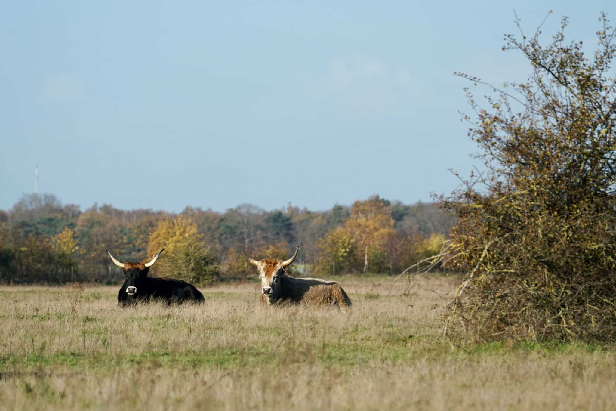 Home (NL) | Natuurgebied De Maashorst